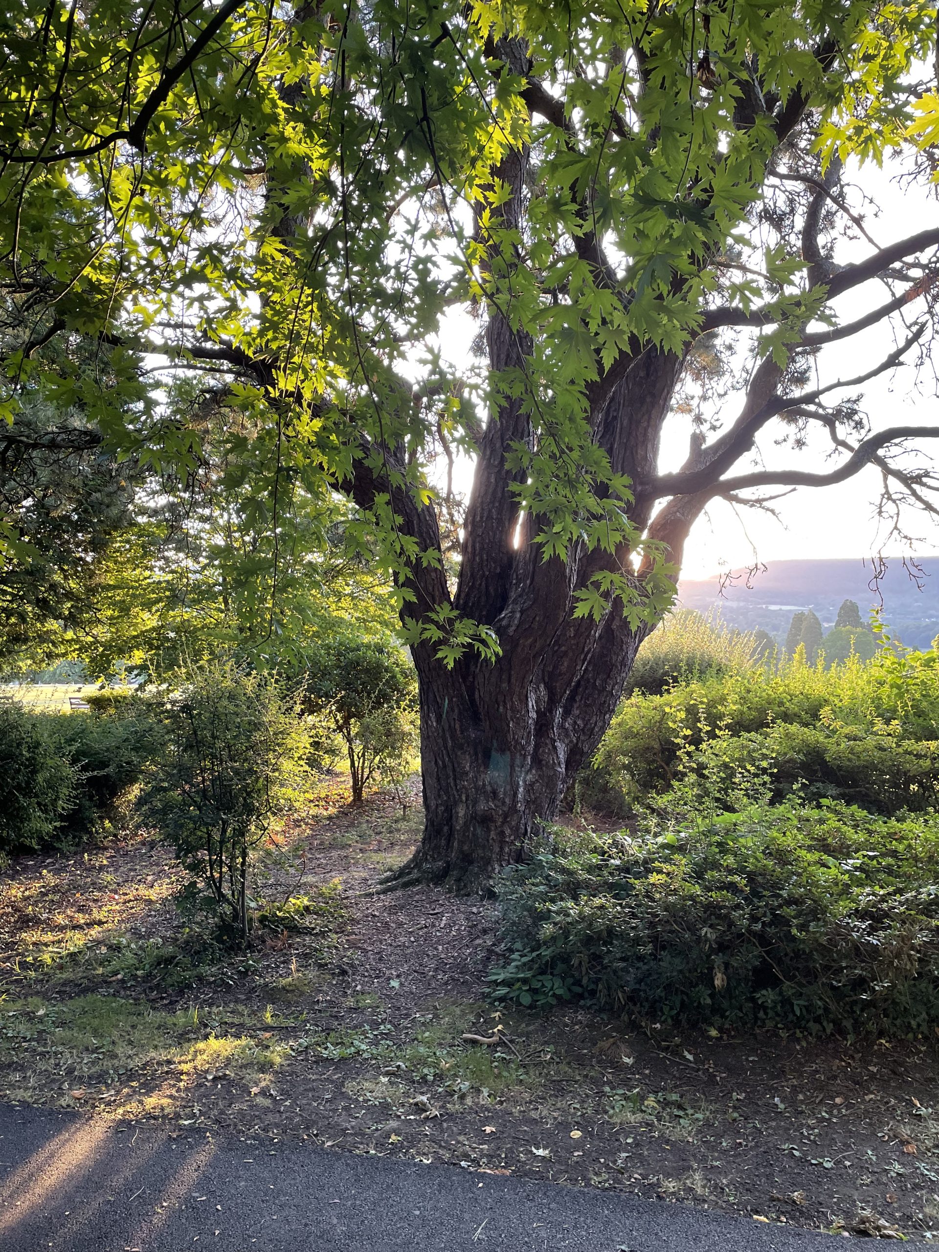 Aberdare Park - AberdareOnline